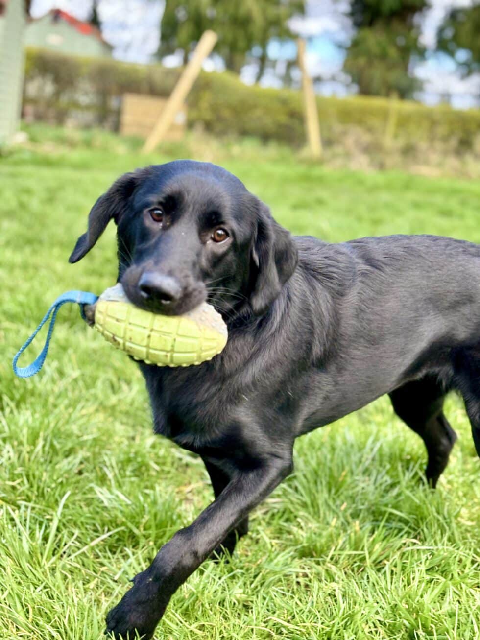 » Rea(Rehomed)